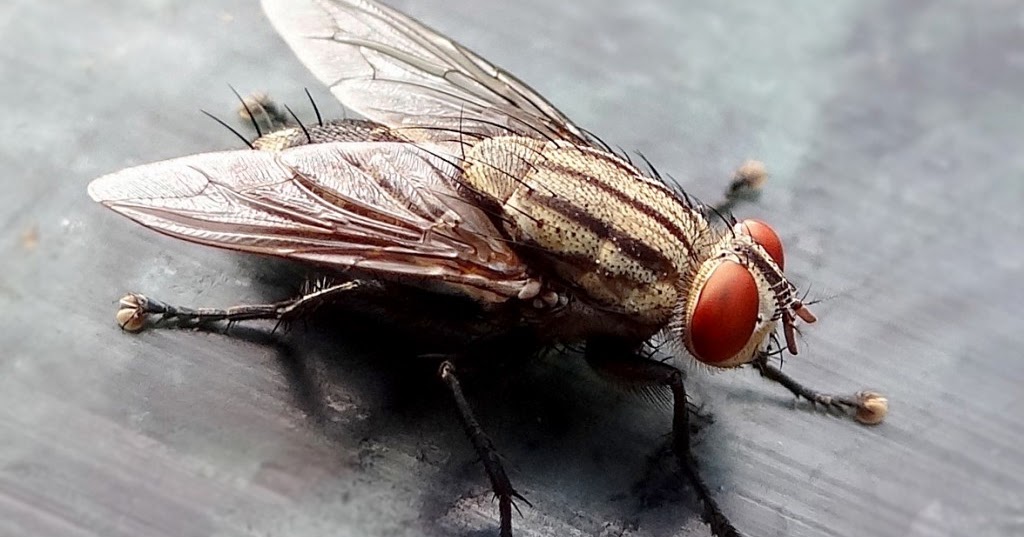 A fly in mid-air in the front side of a moving vehicle should come back ...