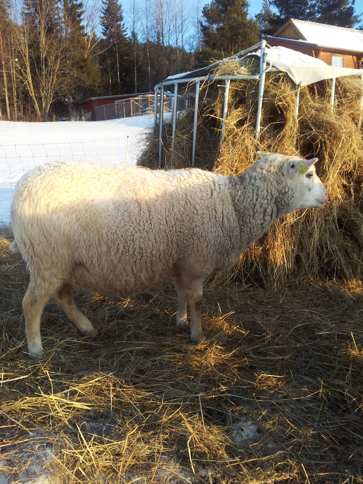 Lykkesau - Om sau, ull og livskvalitet: Sauegalleri