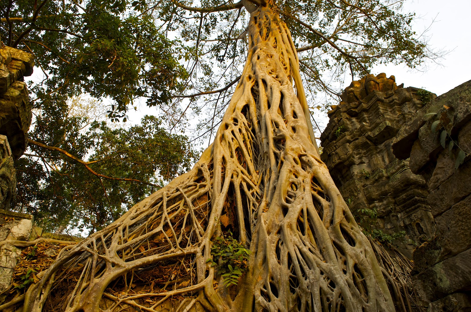 Viva la Voyage: Photos of Cambodia: Trees and Temples