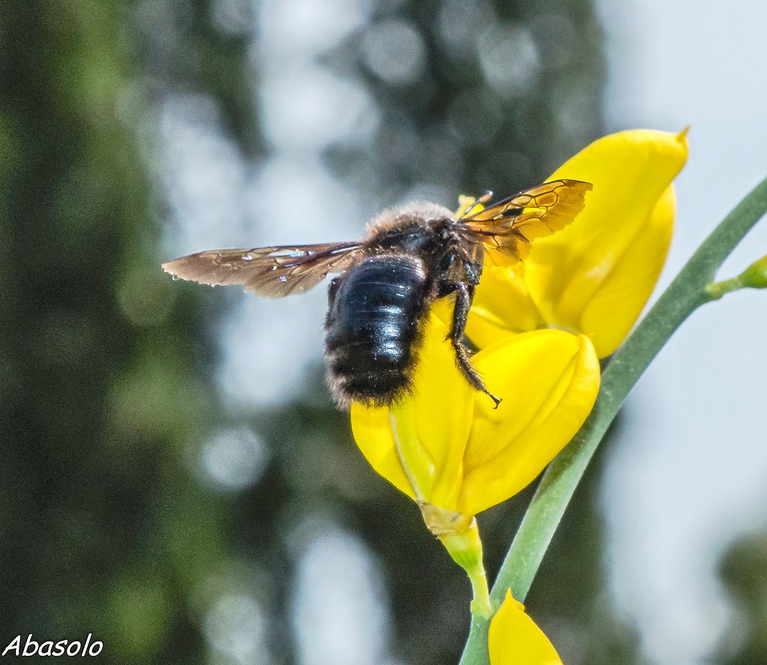 FOTOGRAFÍAS DE NATURALEZA: Xylocopa violacea (Linnaeus 1758)