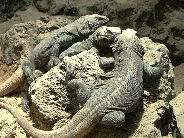 Chuckwalla | The Life of Animals