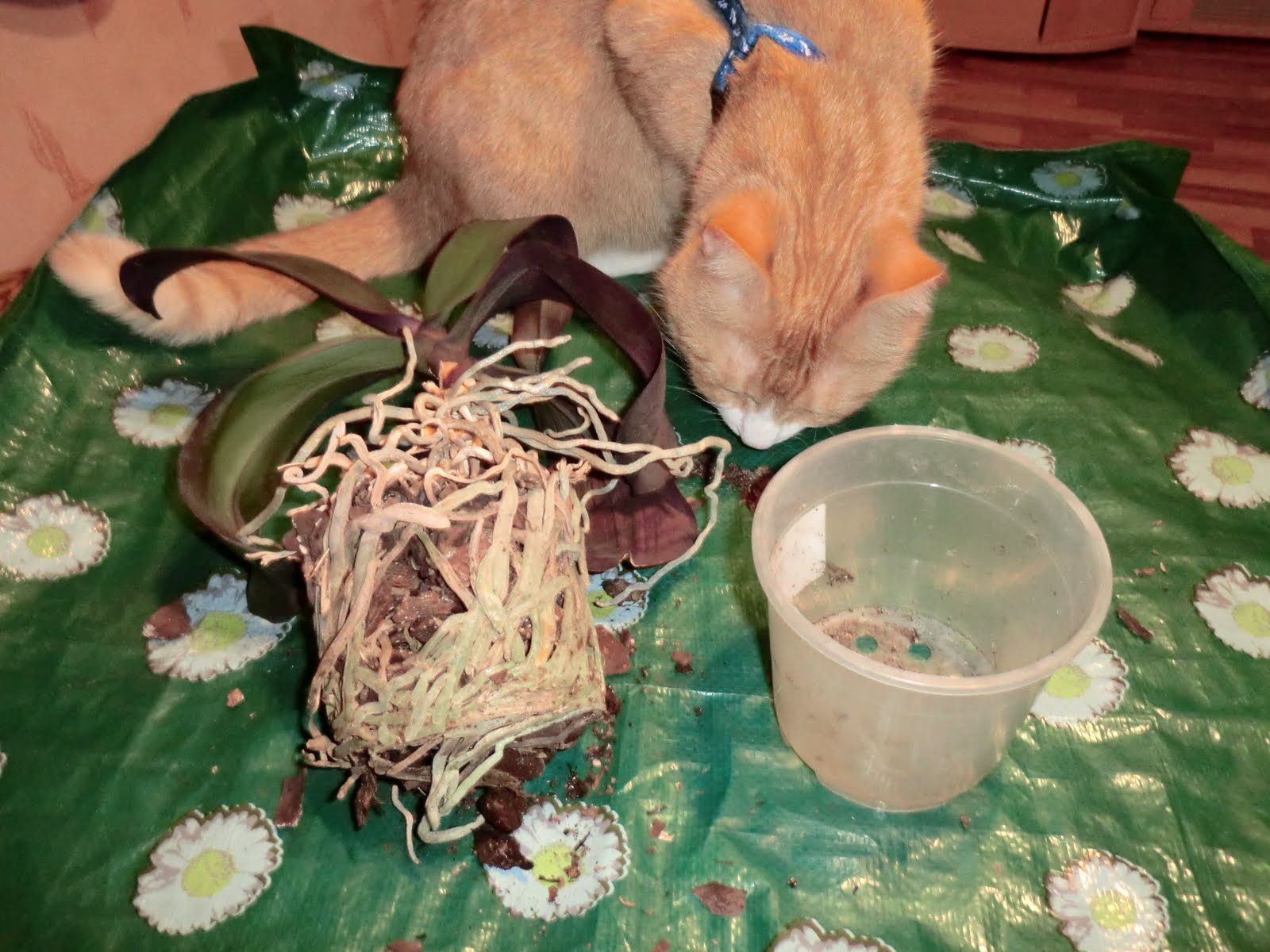 Mein Test-Blog: Seramis Orchideen Substrat