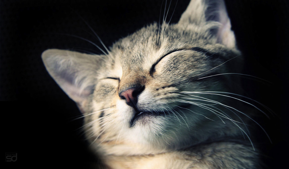 Cat Photography | PHOTOGRAPHY