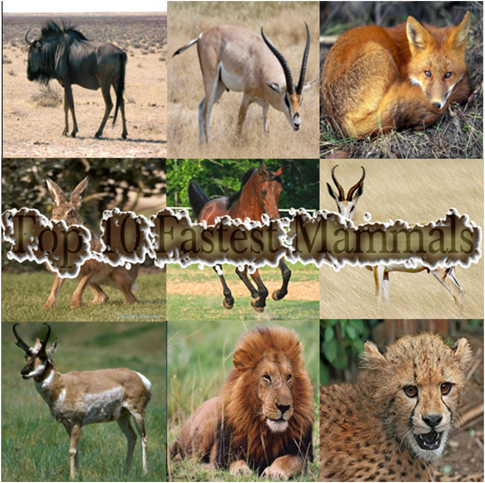 The Top 10 of Everything: Top 10 Fastest Mammals