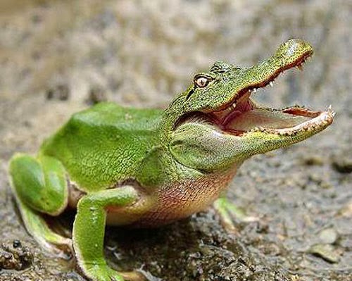 Amazing Animals Pictures: Amazing combination of animals with photoshop ...