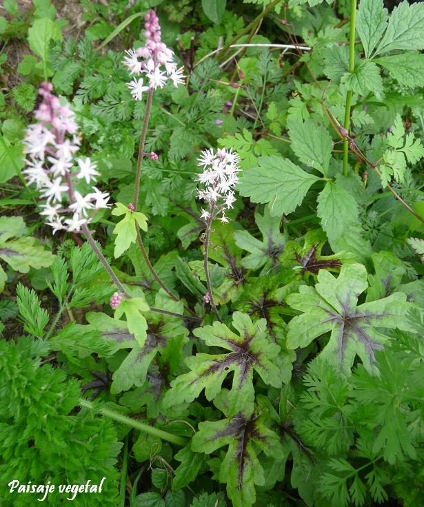 Paisaje vegetal: Mayo florido 2.011