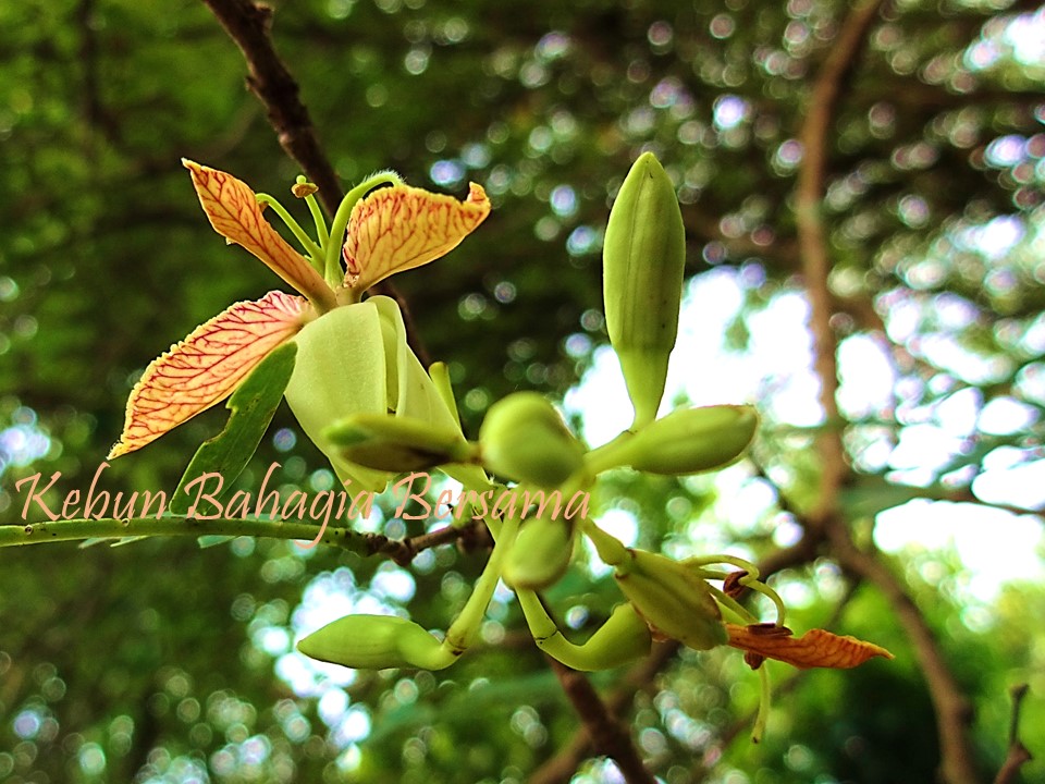 Kebun Bahagia Bersama: Bunga Asam Jawa
