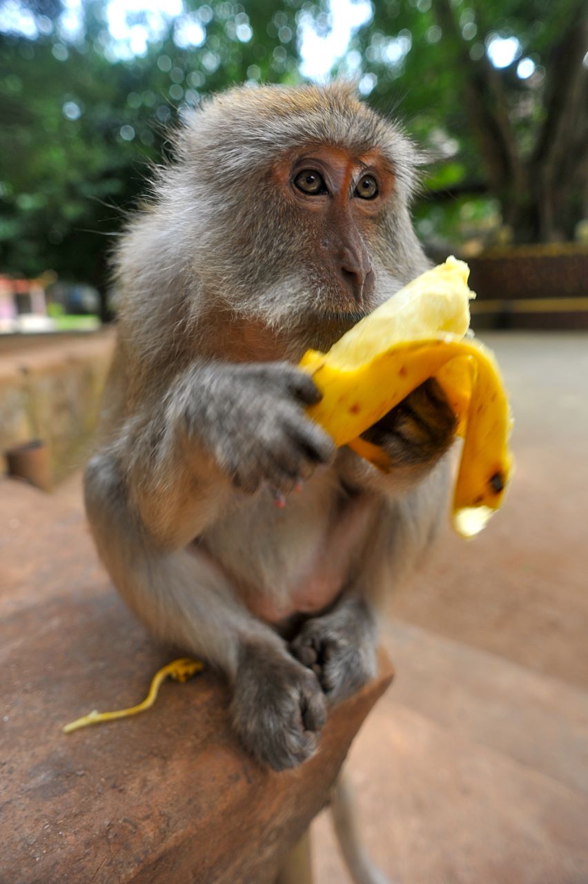 crazy little thing called blog: Ko Khao Phing Kan and Ko Tapu - "James ...