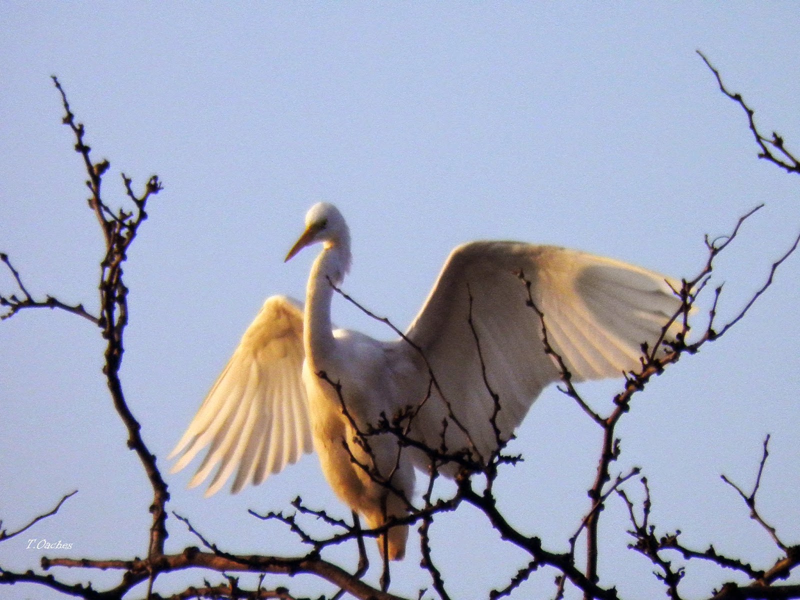 PASARI DIN ROMANIA: EGRETA MARE, Ardea alba