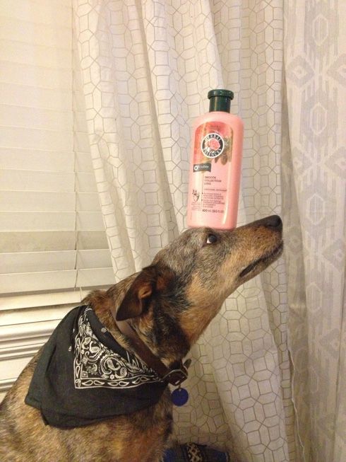 Beautiful World : Adorable Dog Balances All Types of Objects on His Head