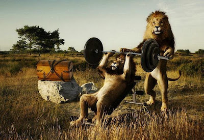 Funny Pictures Gallery: Funny lion, lion pictures, lion funny, funny ...