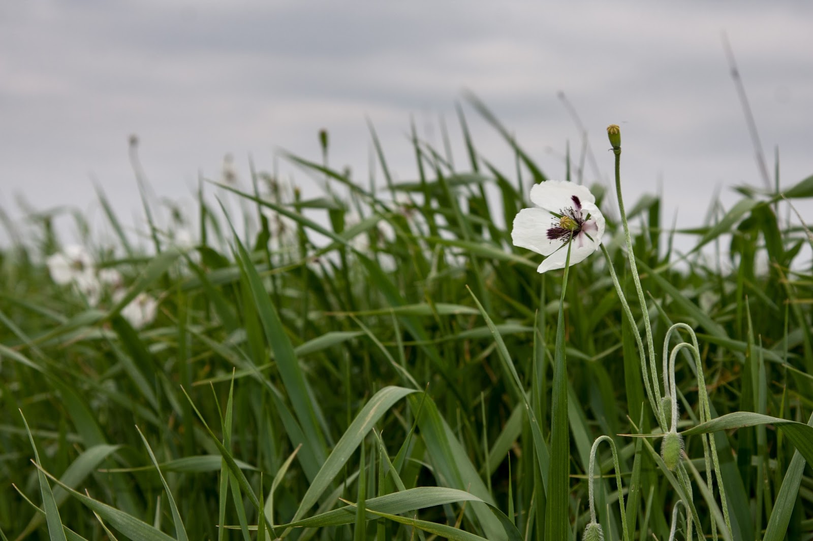 Petricã-Daniel SÂRBU Photography: Mac ... imaculat