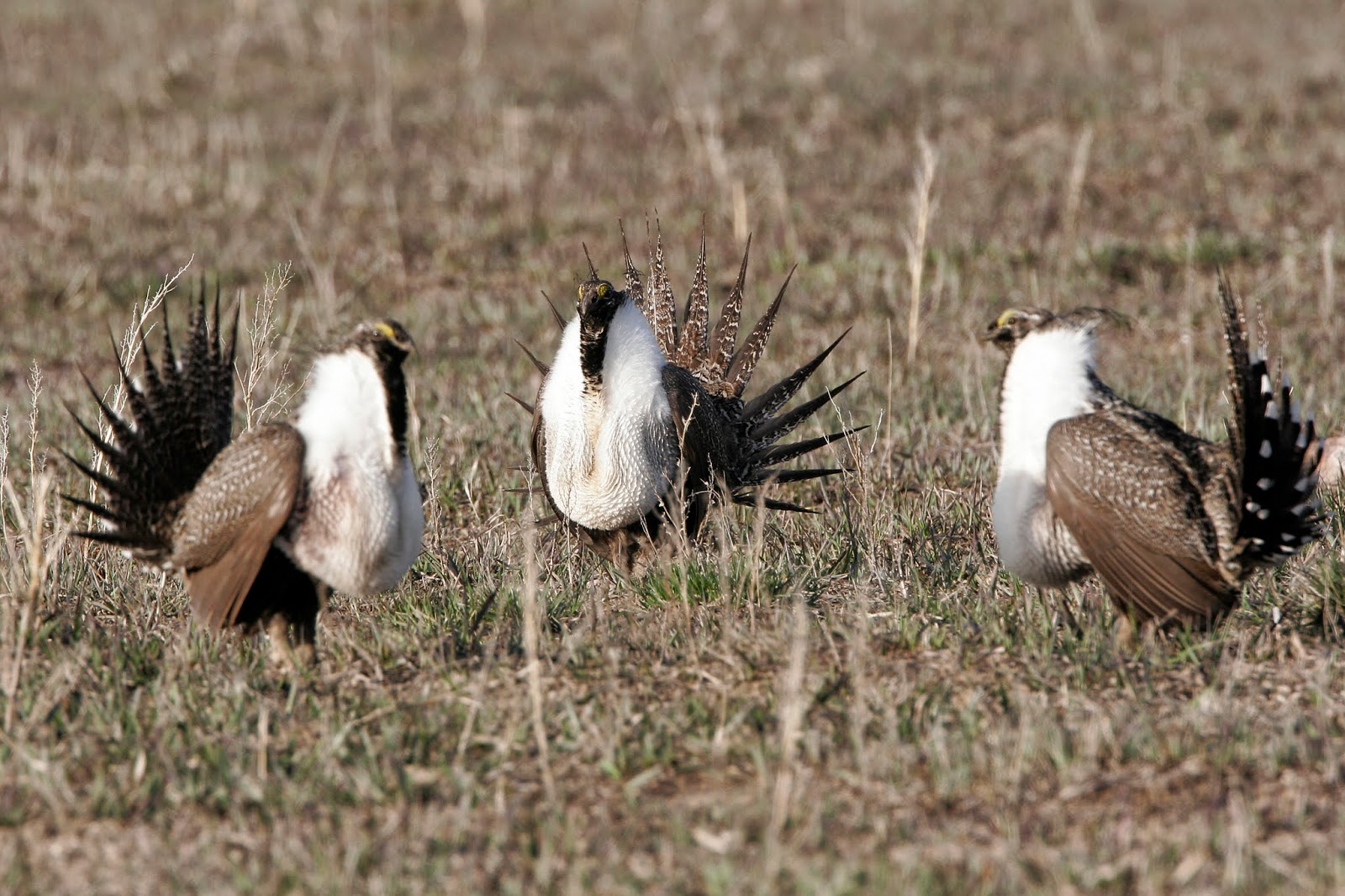 Idaho Nature Notes: Tracking the Wild Greater Sage Grouse