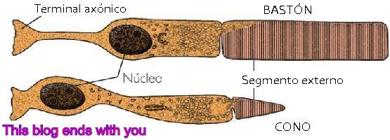 This blog ends with you: Psicofísica básica de la visión
