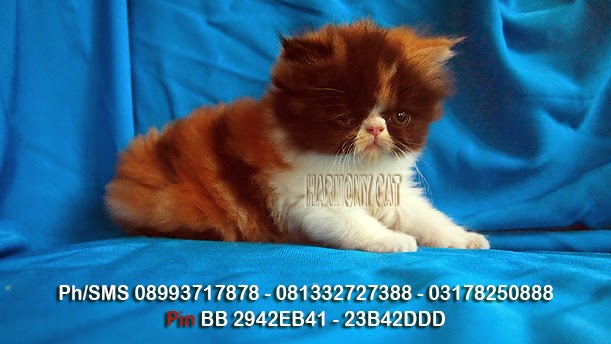 Hamster Dan Kucing Persia Murah Surabaya: DI JUAL KUCING BETINA BELANG ...