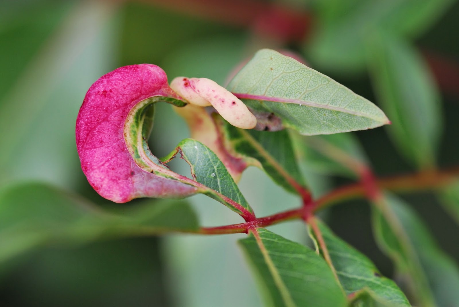 MONTES OBARENES ENTORNO Y VIDA: Agalla Forda formicaria