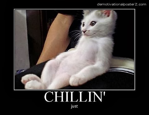 Most Famous Cats: Cute and Funny Cat Posters