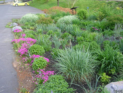 Rain Garden Plants: Designed To Use The Resources Of Excess Water That ...