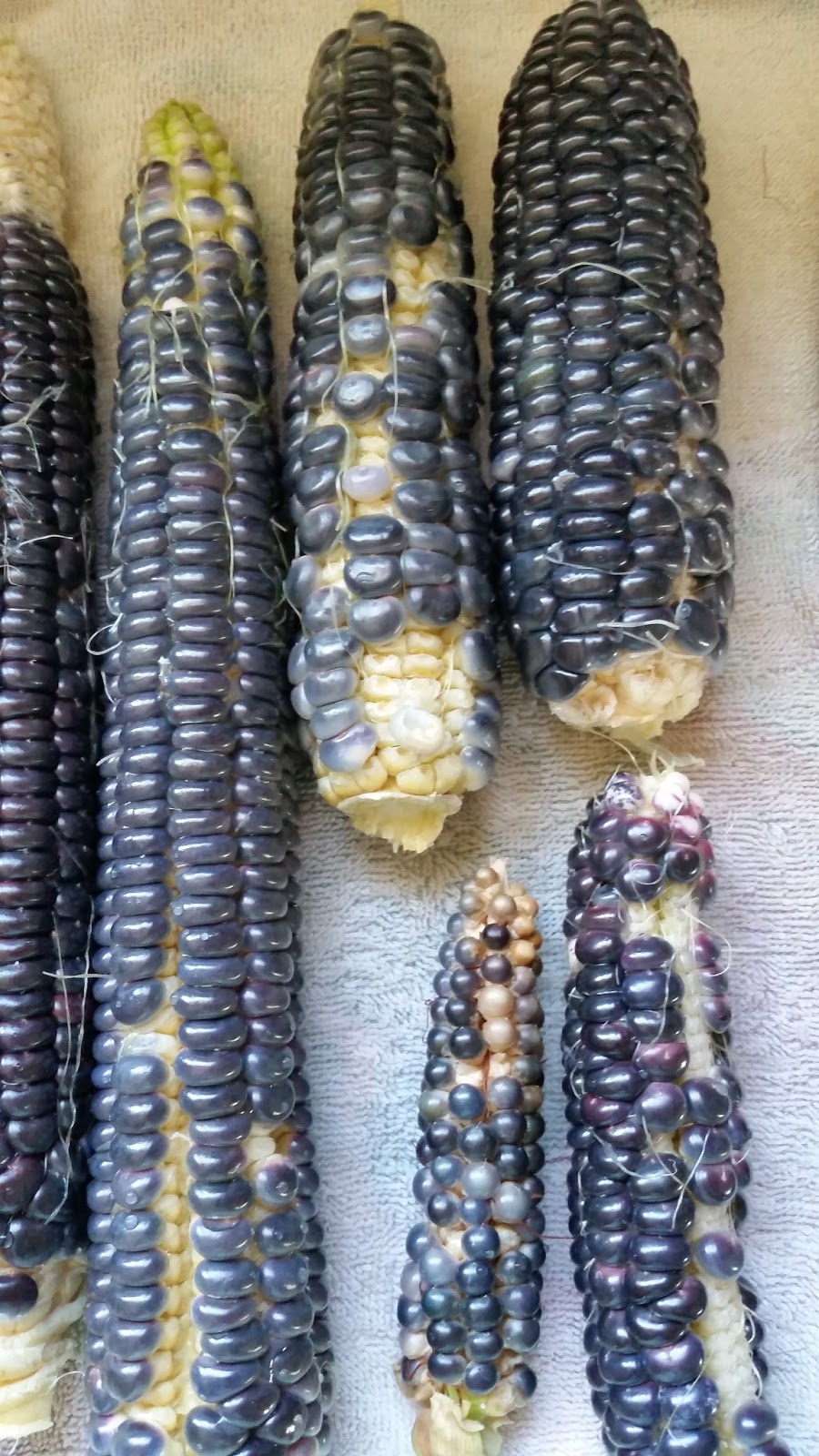 How Does My Garden Grow