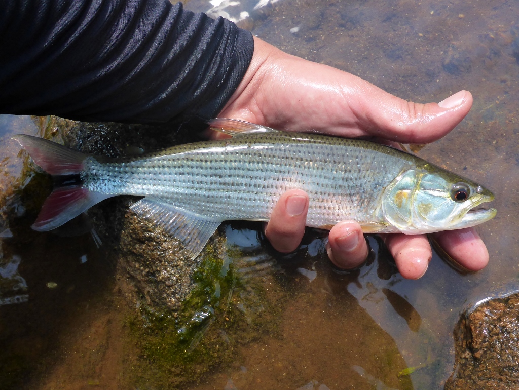 TRALHA & PESCA - FLY FISHING MG: PESCARIA - TABARANAS NO FLY - 10/09/2016
