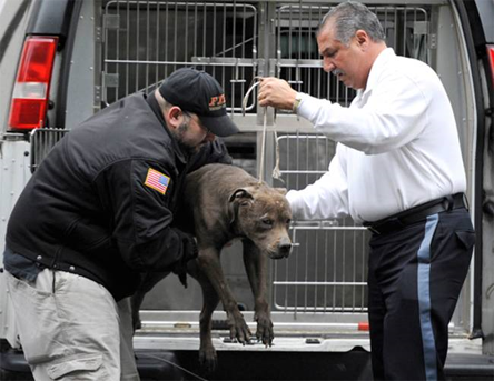 Four legged friends (and enemies): Updated with photos: Paterson owner ...