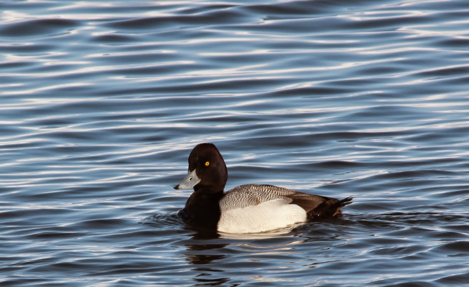 My Wildlife Photography: Bluebill