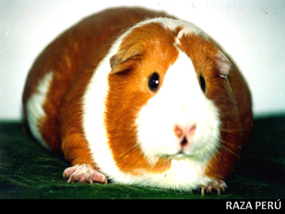 BIENVENIDOS A CHACUPE CUY'S: bienvenidos a CHACUPE CUY'S