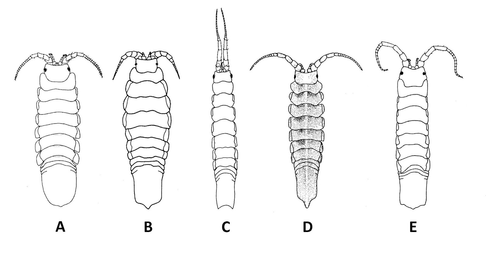The Natural History of Bodega Head: Under a rock