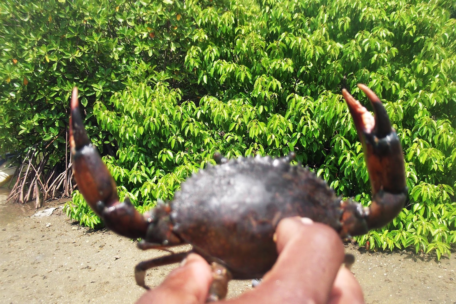 NEGOMBO SEAFOODS: LAGOON CRAB