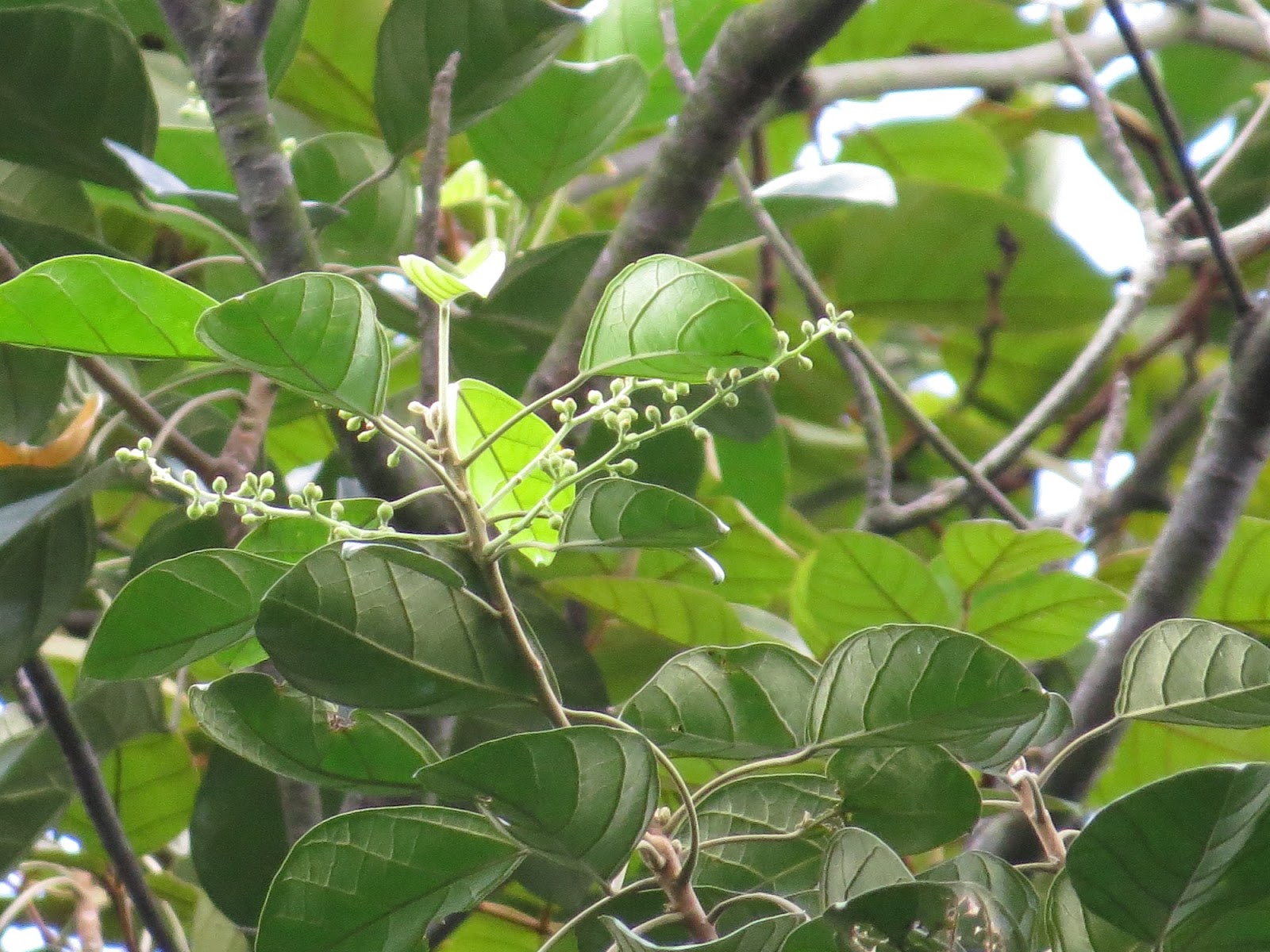 Flying Fish Friends: 2017