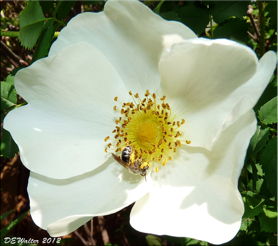 The Home Bug Garden: Pollinator of the Week: A Buzzing Bonanza