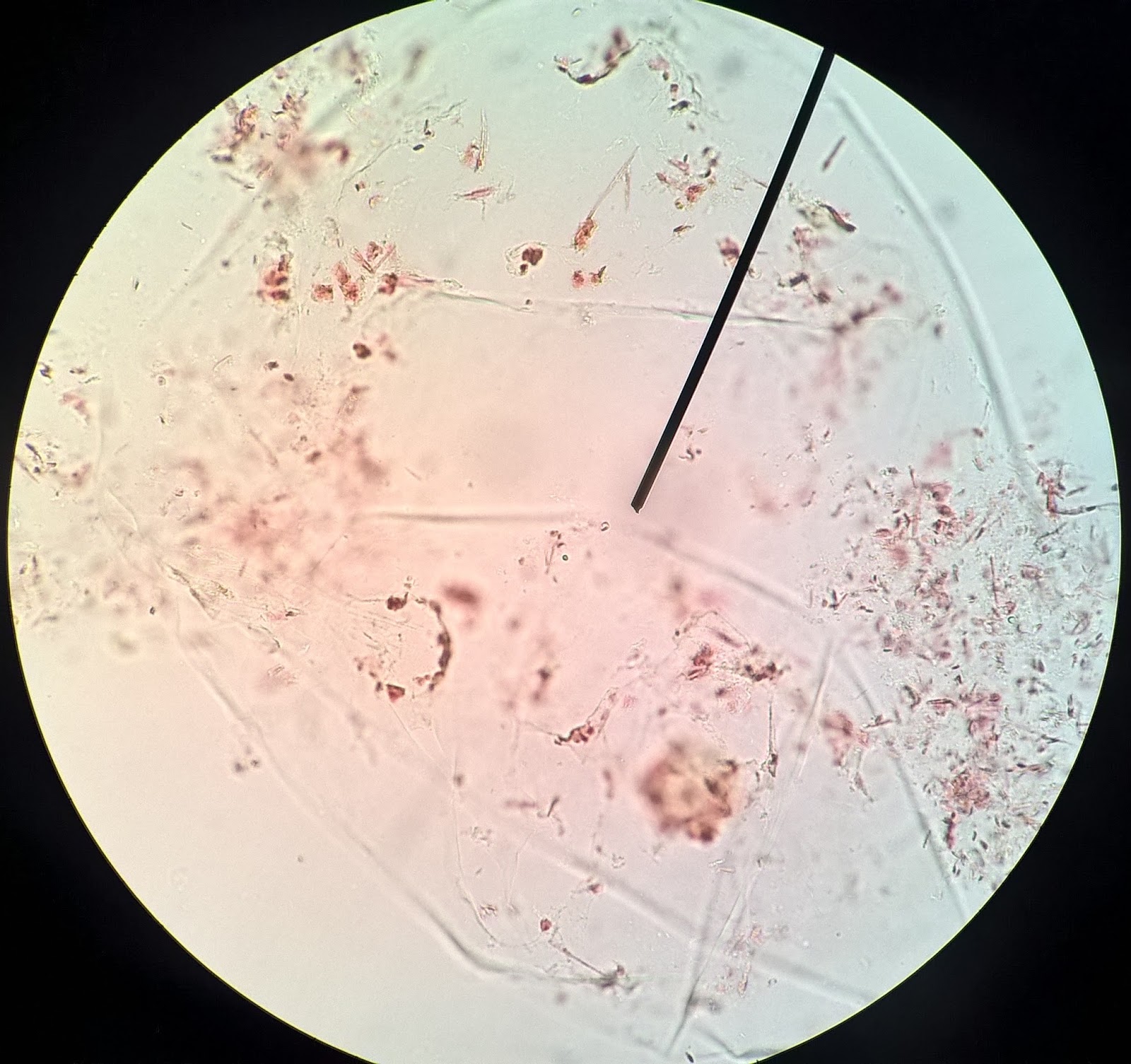 Plantas salvajes: Laboratorio N°1