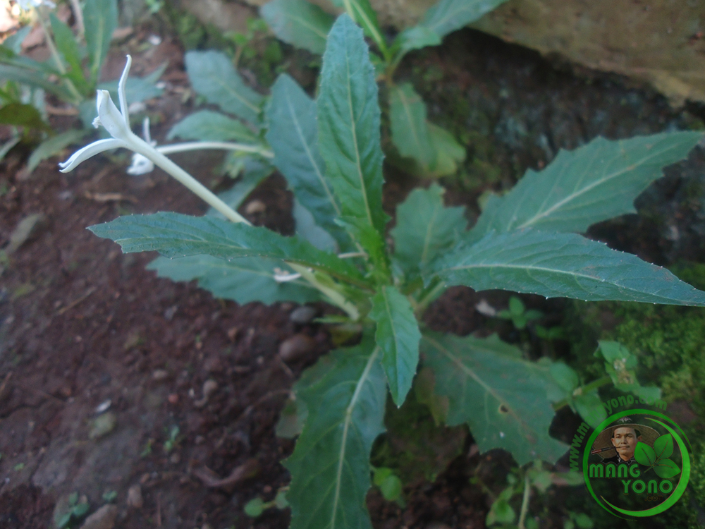 Wajib Baca : Bunga Korejat Untuk Blogger, Pecinta Televisi Atau Komputer