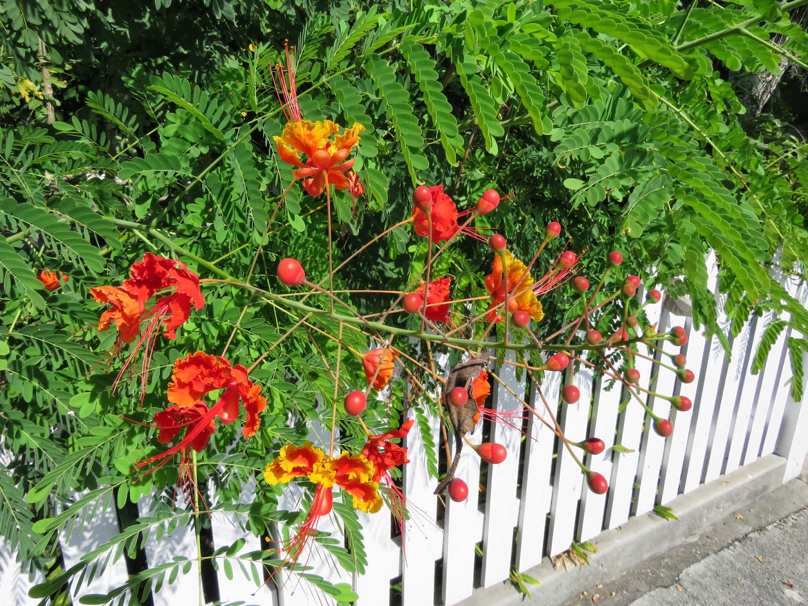 Visit Key West: Fantastic flowers of Key West