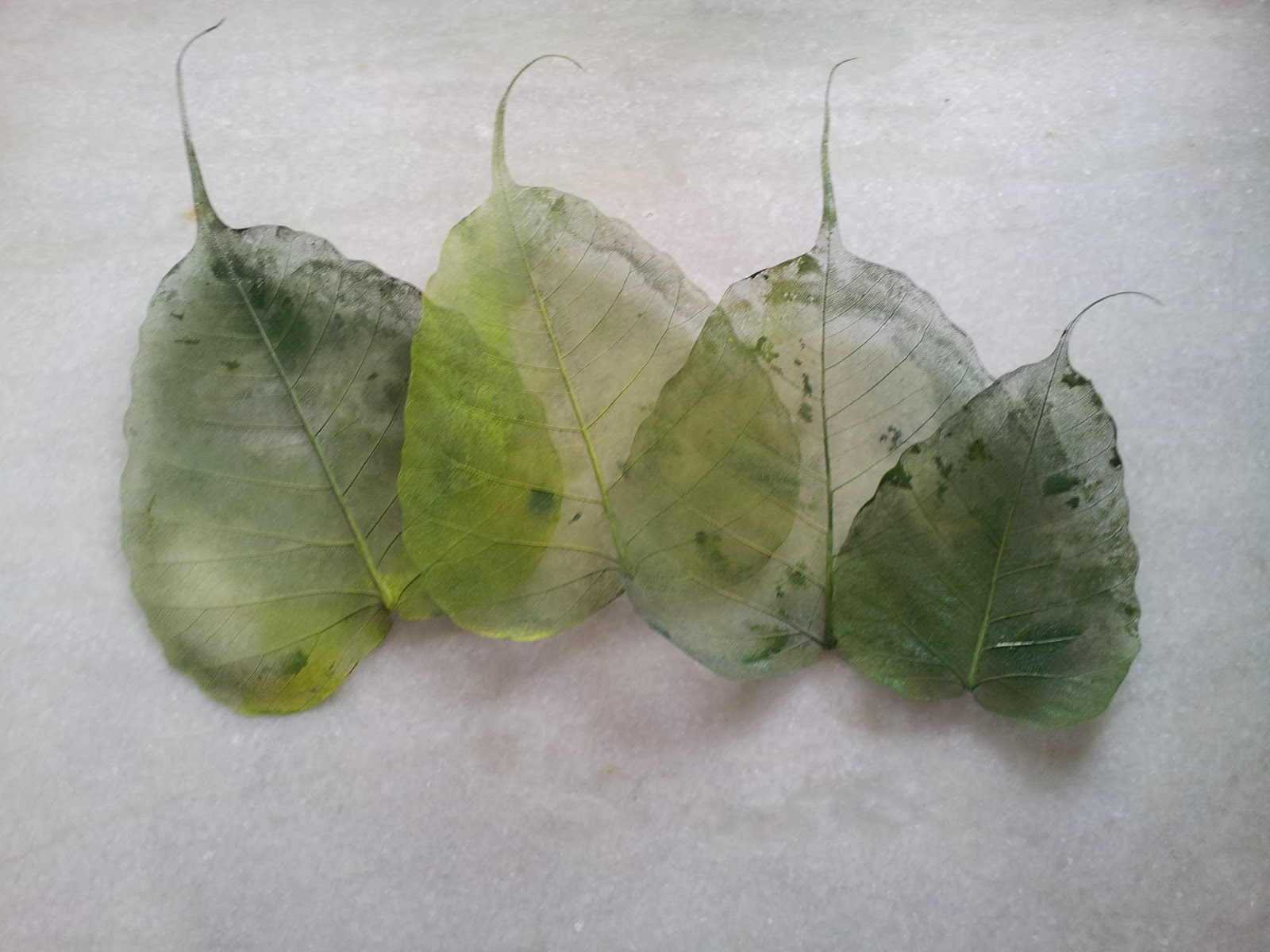 DIY Craftopedia Making Leaf Skeletons And Painting Them DIY Craftopedia Making Leaf Skeletons And Painting Them