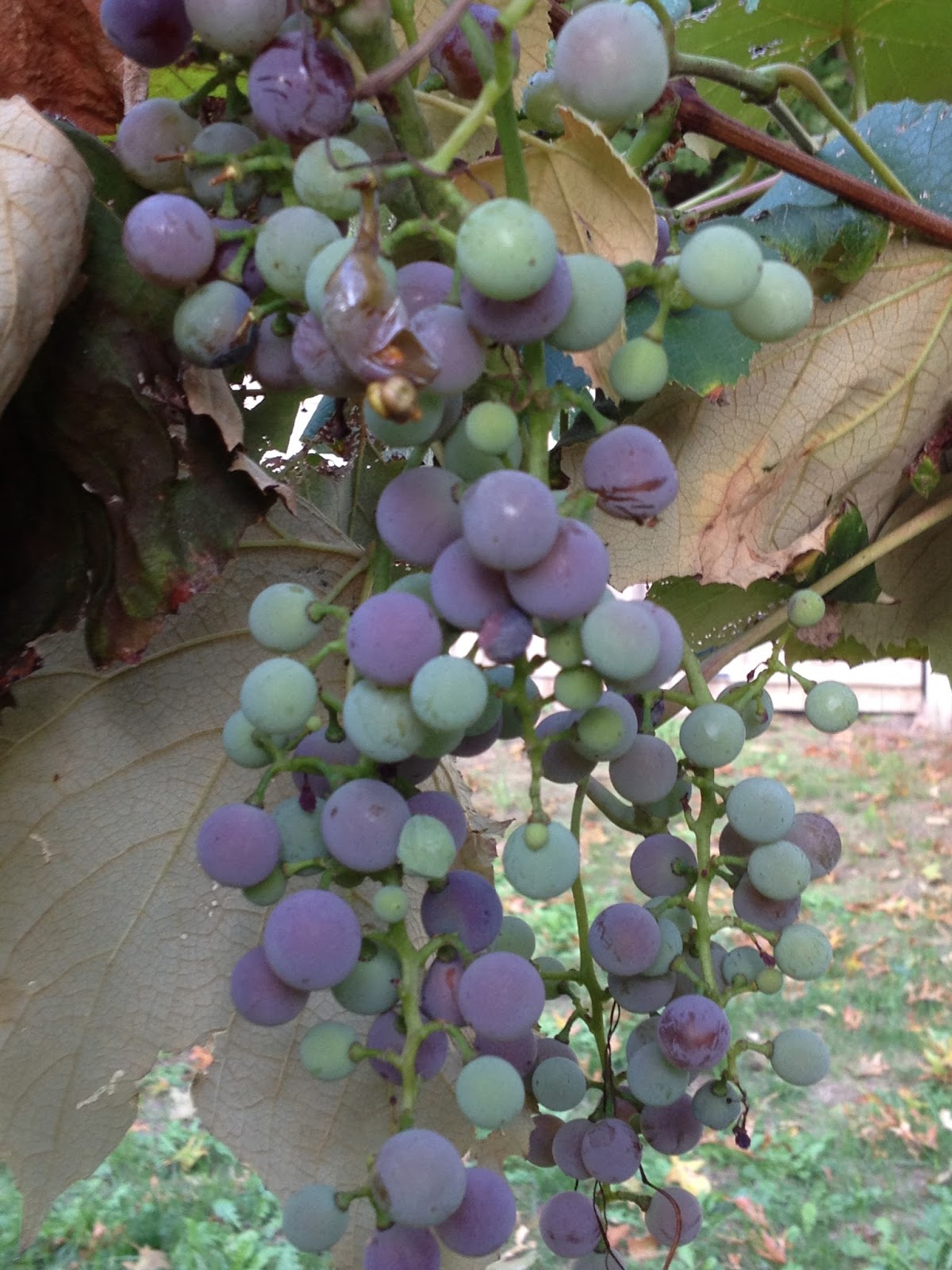 The Catawba Grape Harvest