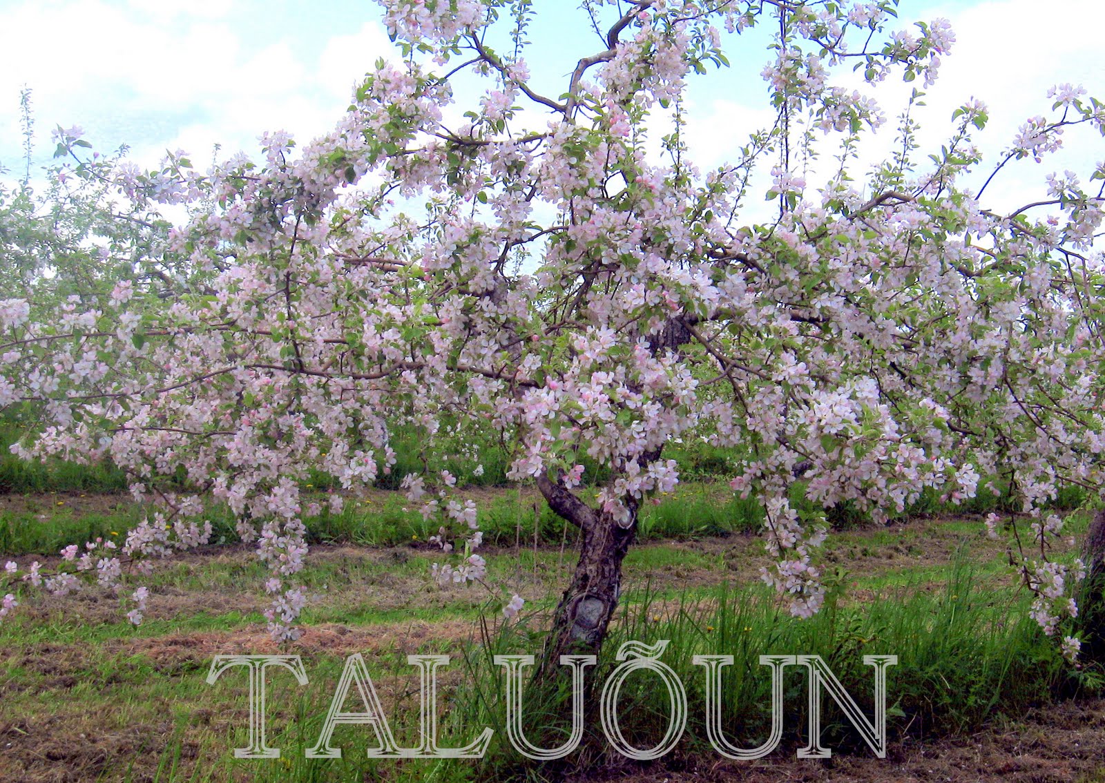 Kevad 2011 Halika talus ja õunaaias. - Halika Õunatalu: Puhas Eesti ...