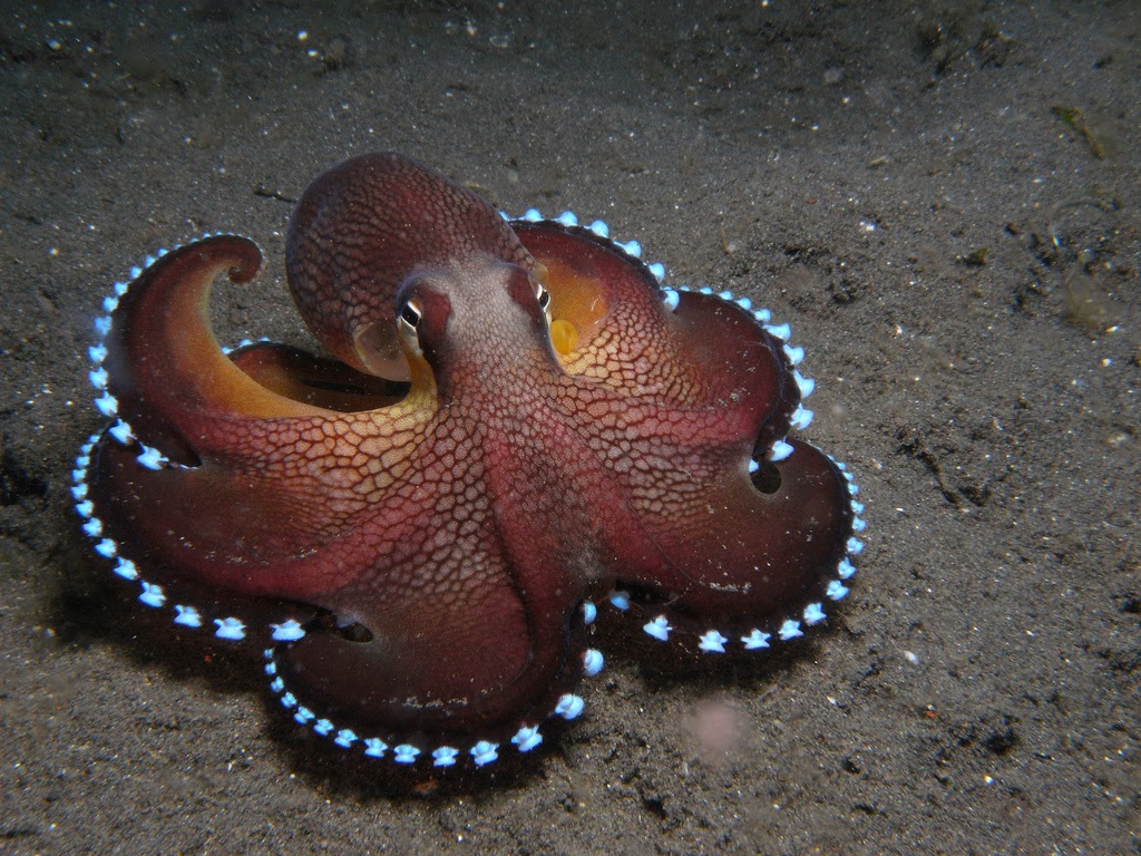 MU-Peter: Cerebral Cephalopods: The Heady Head-Feet