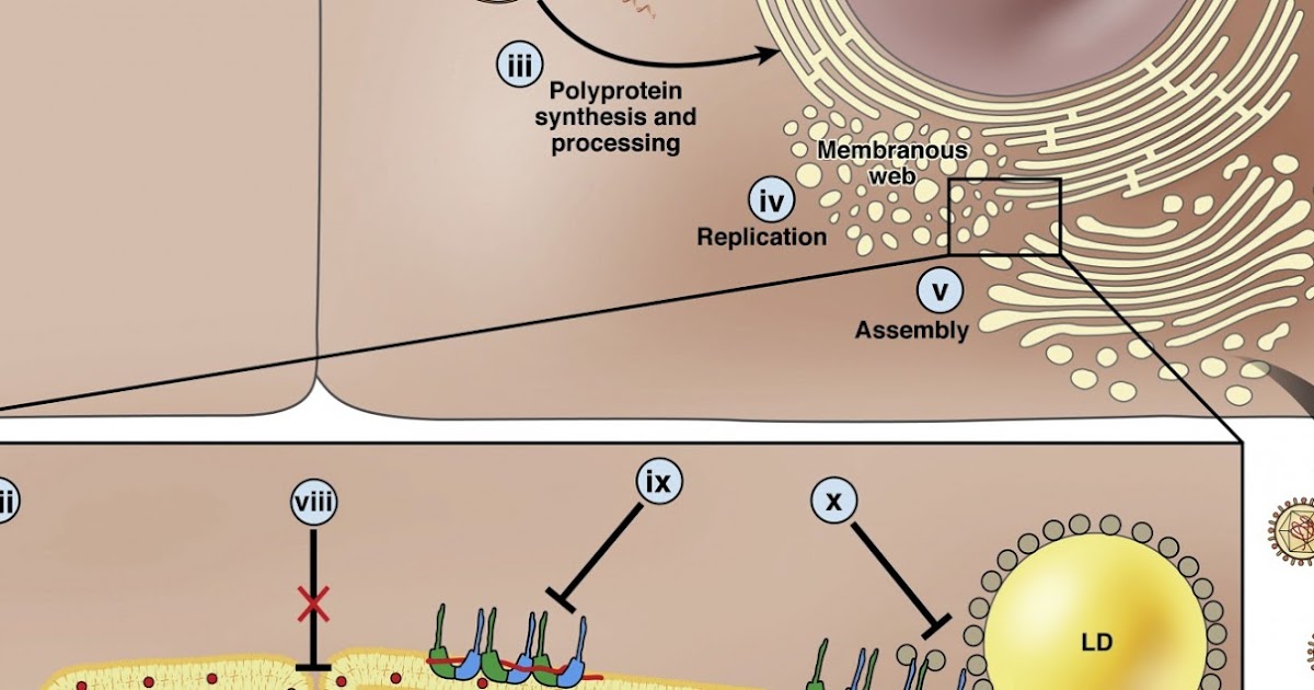 HCV New Drugs: How Do NS5A Inhibitors Prevent HCV Replication?