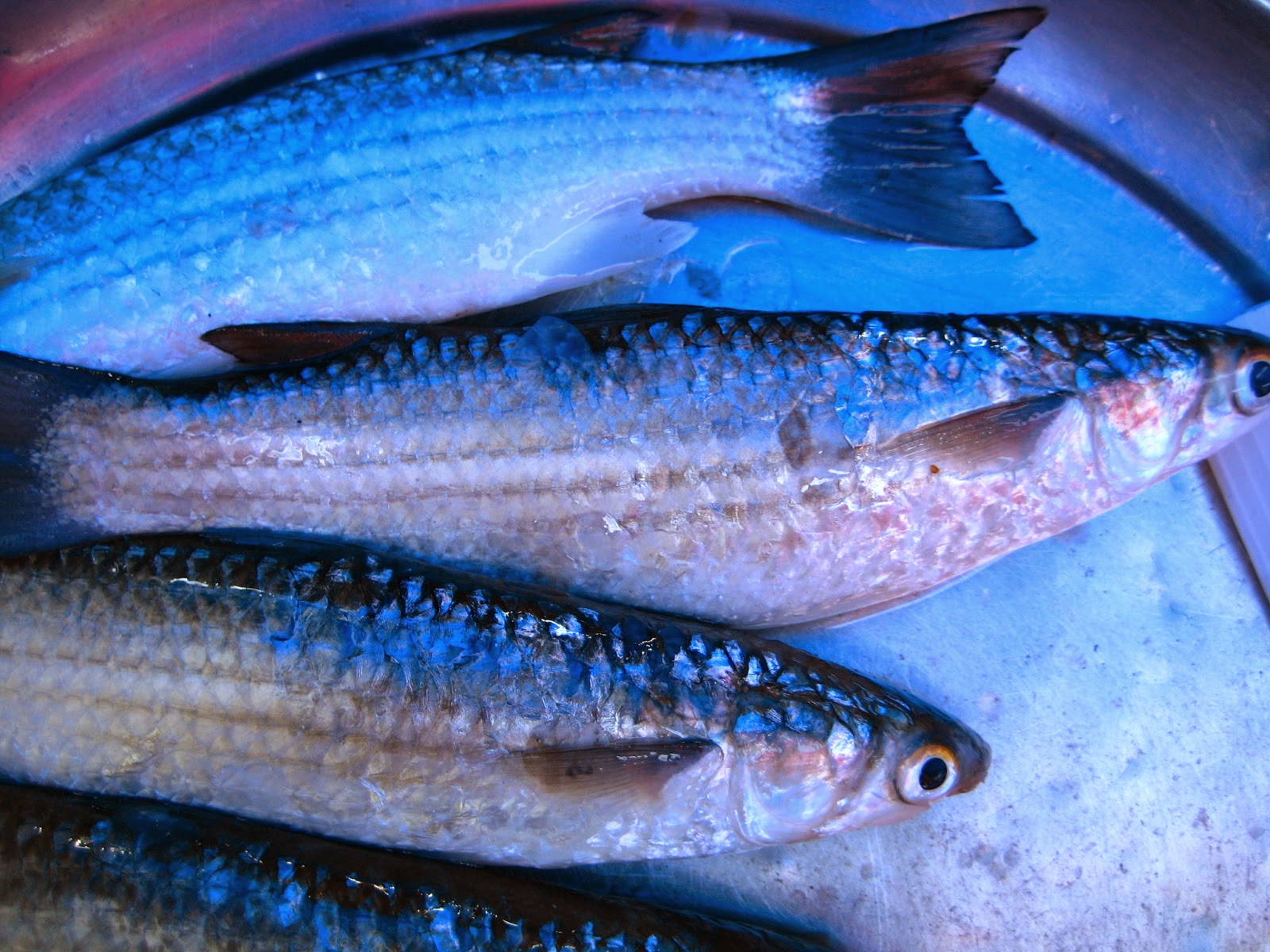 Beautiful Life: The Local