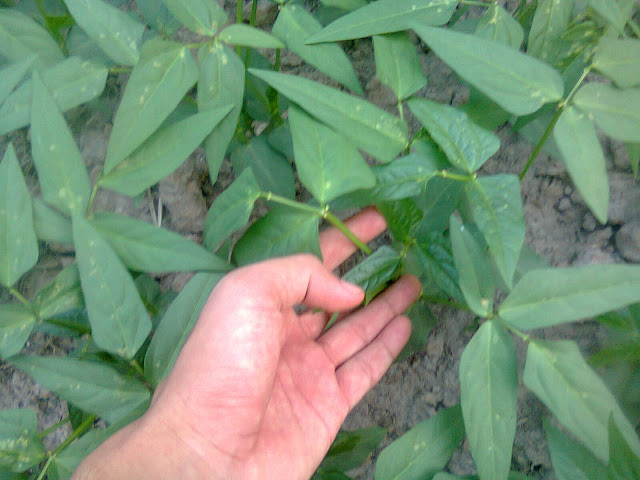 Mengenal Tanaman Tumpangsari (Polikultur) dan Palawija - Guru Ilmuan