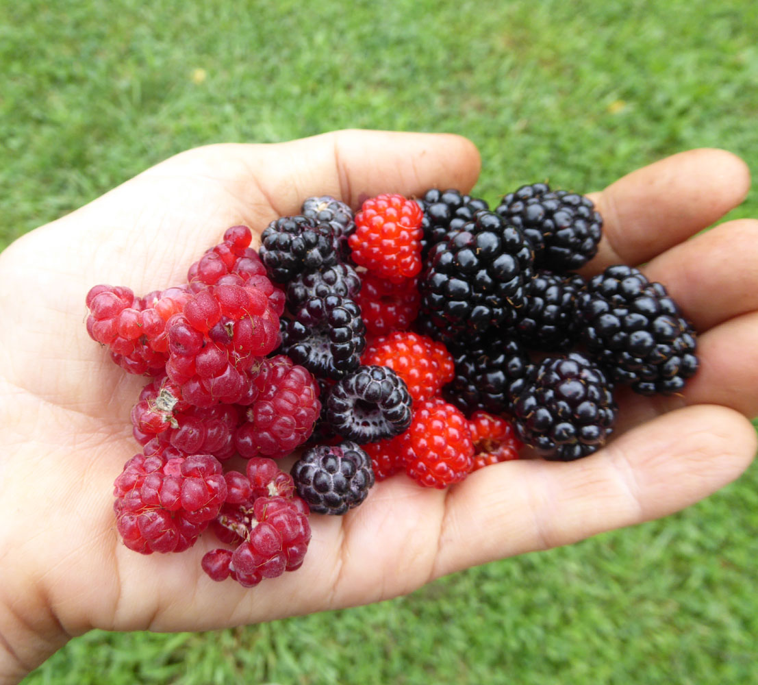 The Enchanted Tree: Berry Season!!