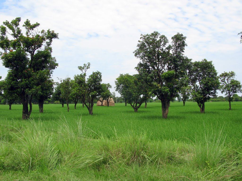 Greenery of Punjab HD Wallpapers - Latest Pakistani Pictures, Videos