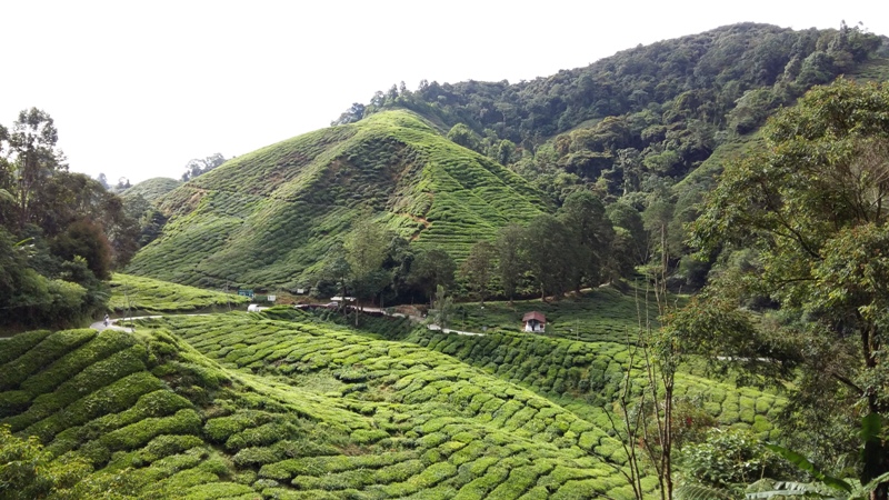 TRAVELOG: GUNUNG IRAU, CAMERON HIGHLAND : Hutan Lumut Tercantik, macam ...