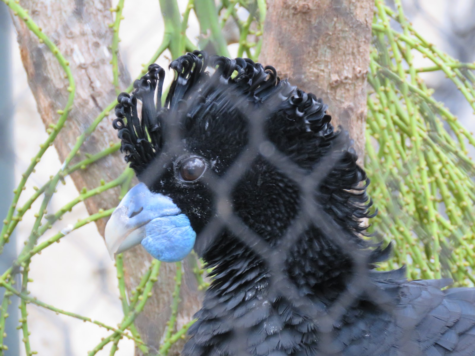 Bonao Internacional: EL PAJUIL COLOMBIANO , BELLEZA EXTREMA EN PELIGRO ...