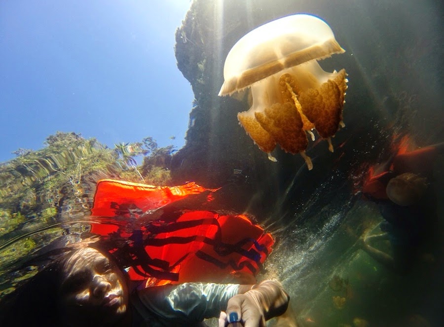 Danau Ubur-Ubur Lenmakana, Stingless Jellyfish Lake in Misool ~ Life Is ...