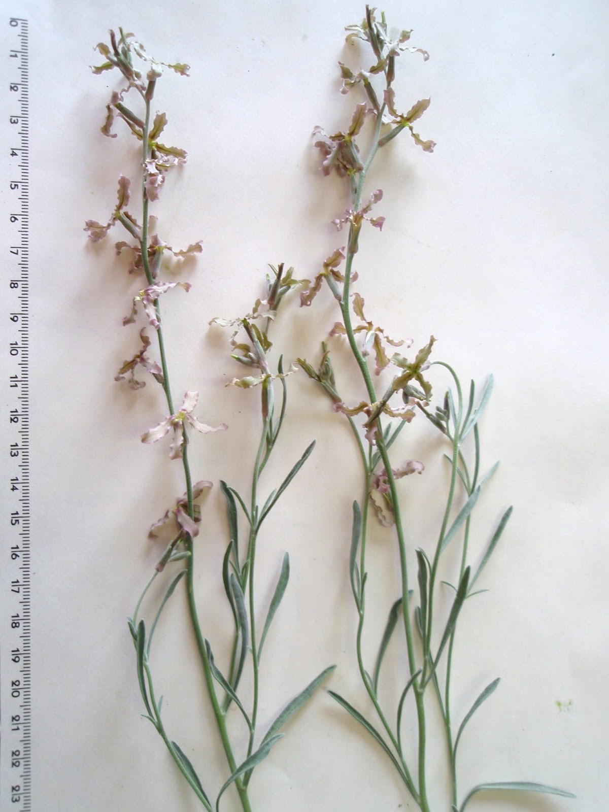 HERBARIO VIRTUAL DE BANYERES DE MARIOLA Y ALICANTE: Matthiola ...