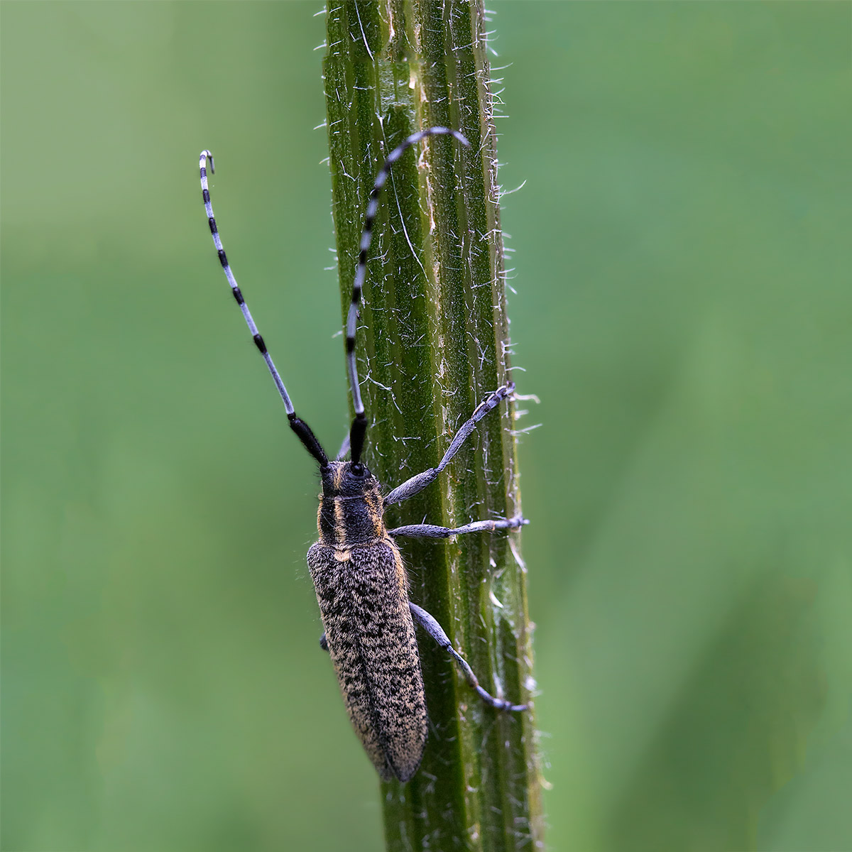 Darley Dale Wildlife: Golden-bloomed Grey Longhorn Beetle