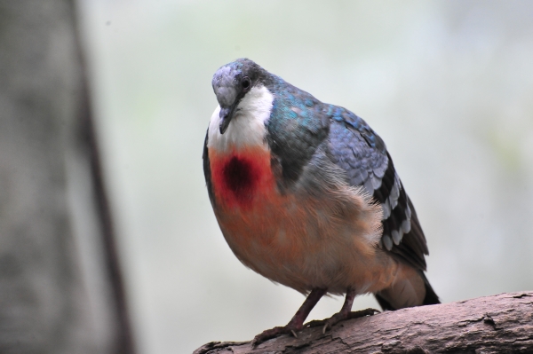 World of Pigeons and Doves: Mindoro Bleeding-heart