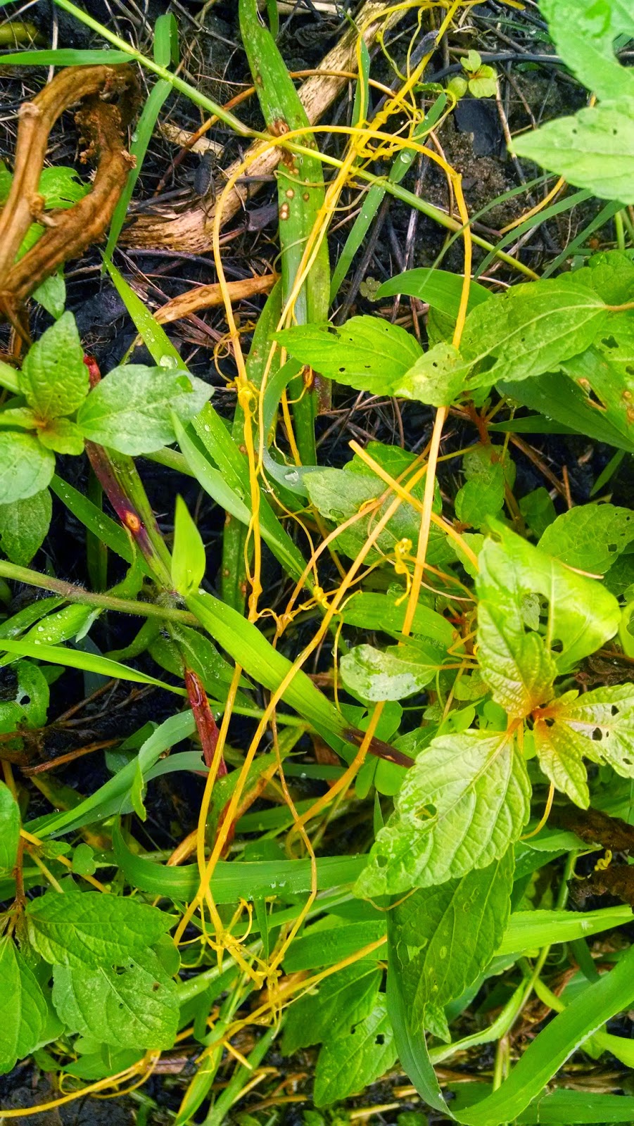 Beware of Rabbits: Dodder, the Vampire Plant